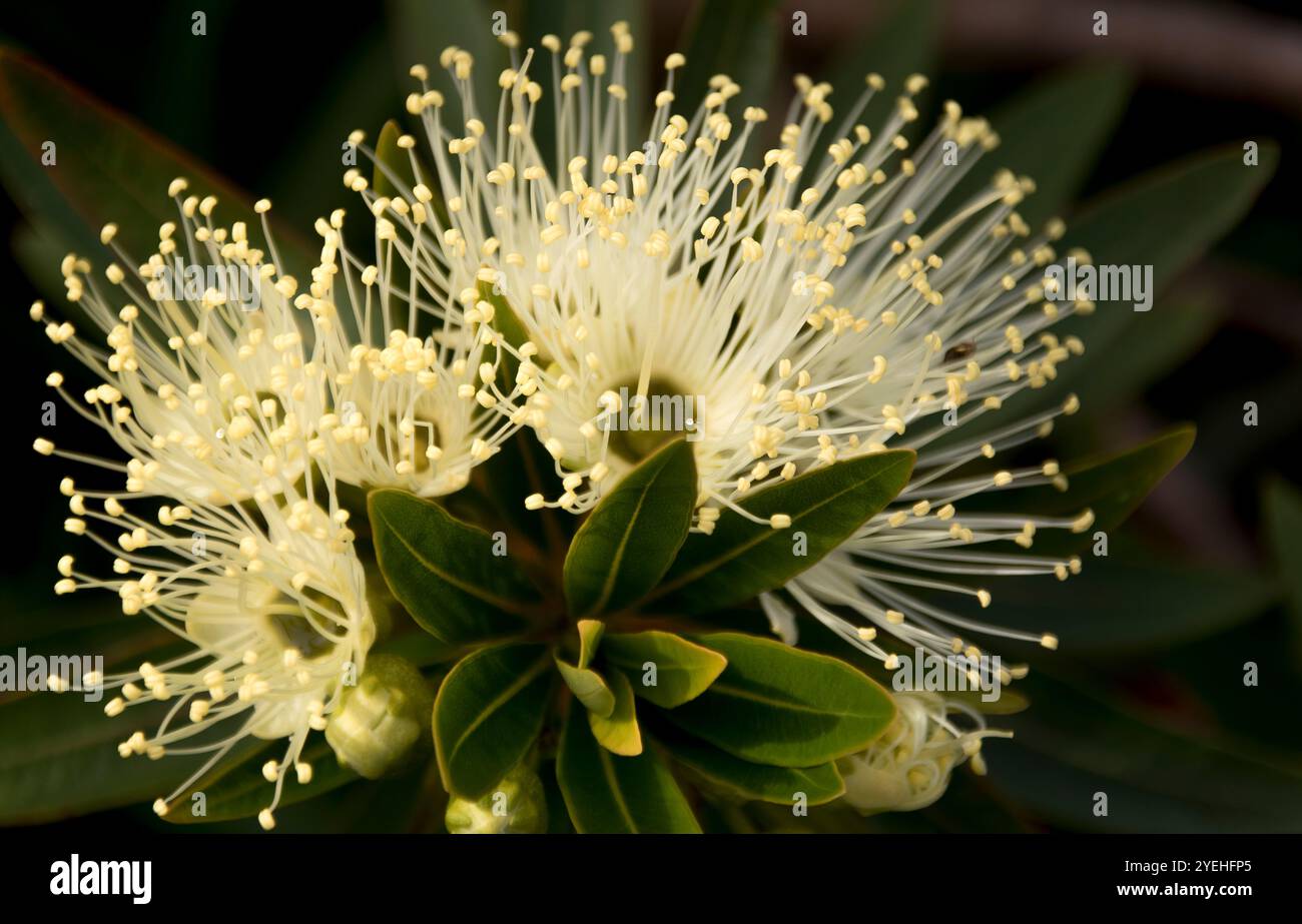 Cluster of fluffy creamy white flowers of Little Penda, Xanthosteom ...
