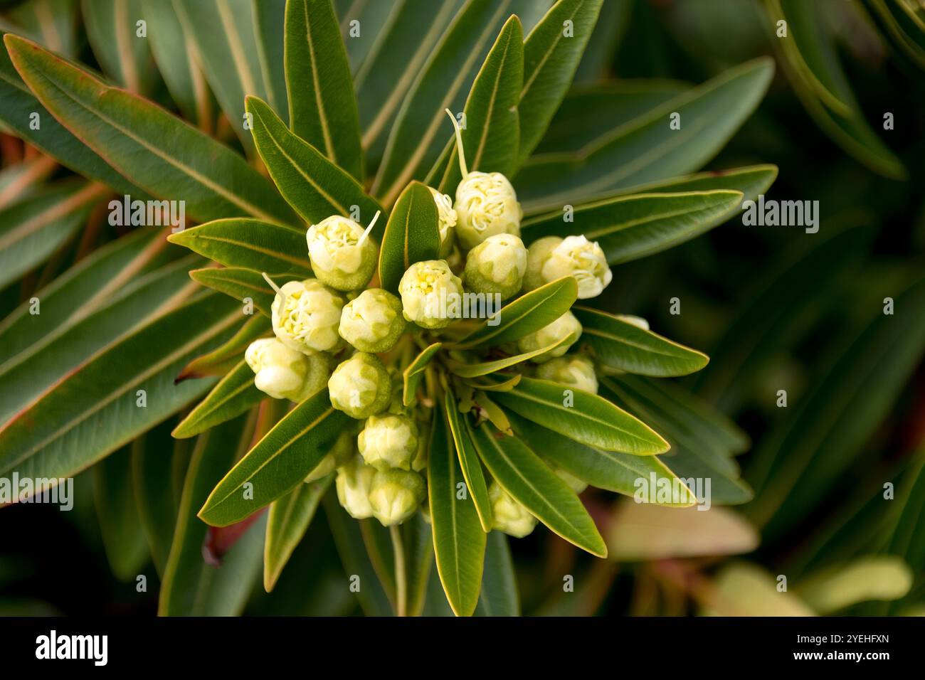 Cluster of round creamy white flowers buds of Little Penda, Xanthosteom ...