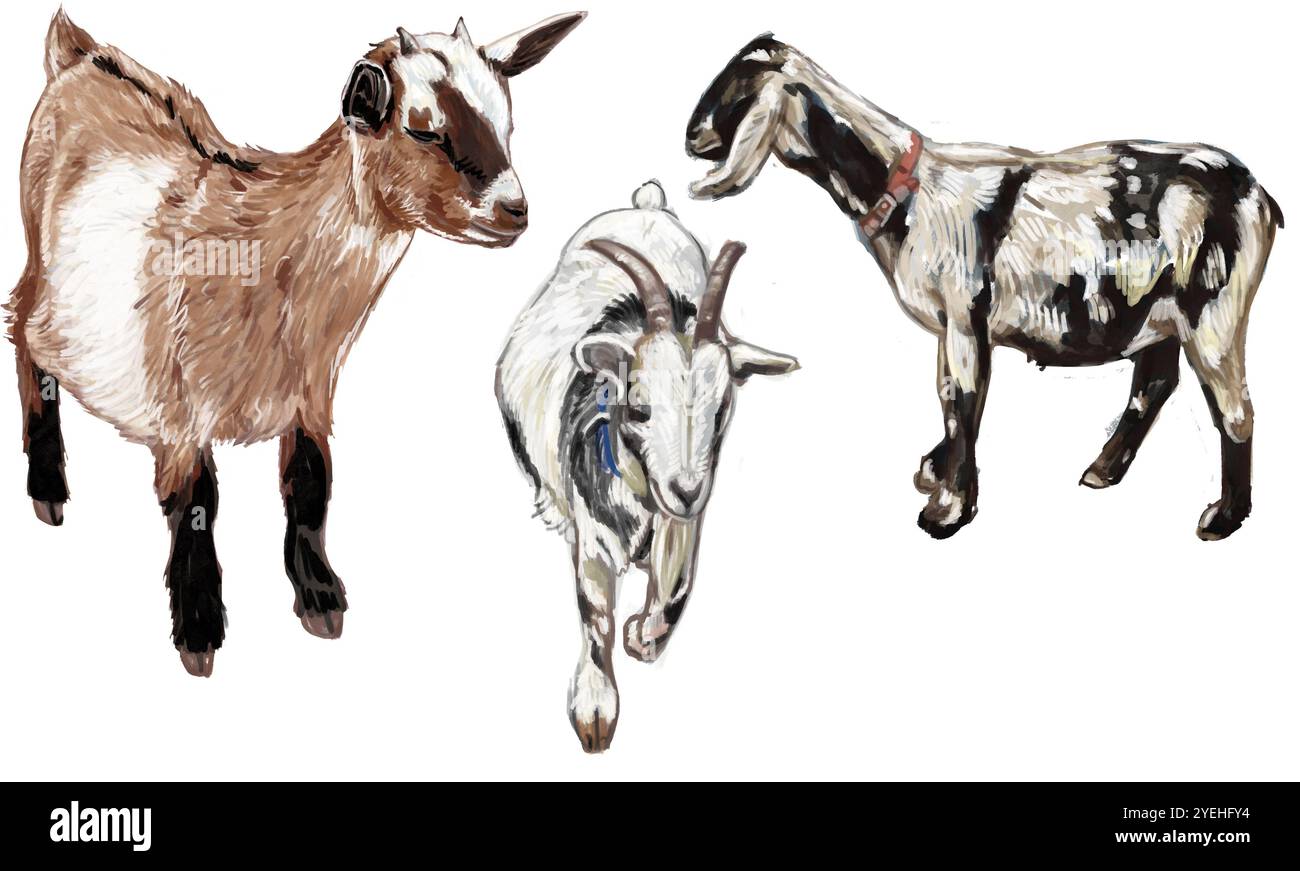Goat illustration set - hand drawn digital animal illustrations Stock ...