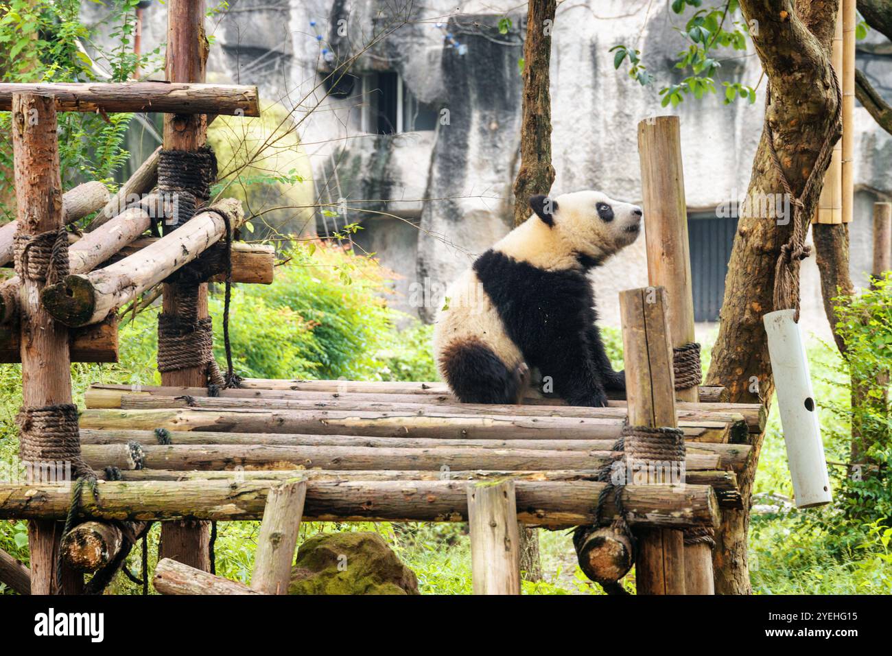 Cute young giant panda sitting and resting after breakfast Stock Photo ...