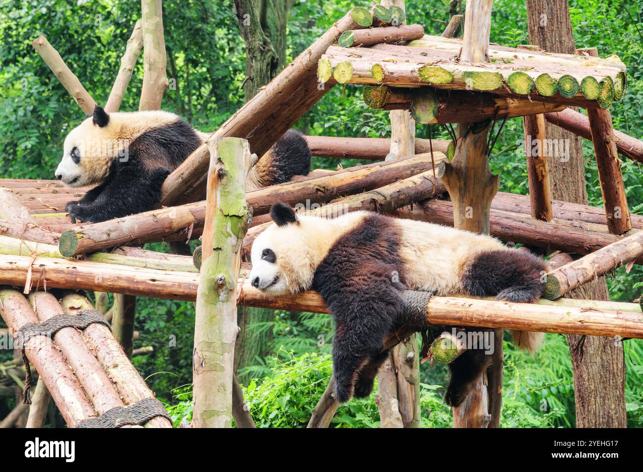 Two cute young giant pandas resting in green woods Stock Photo - Alamy