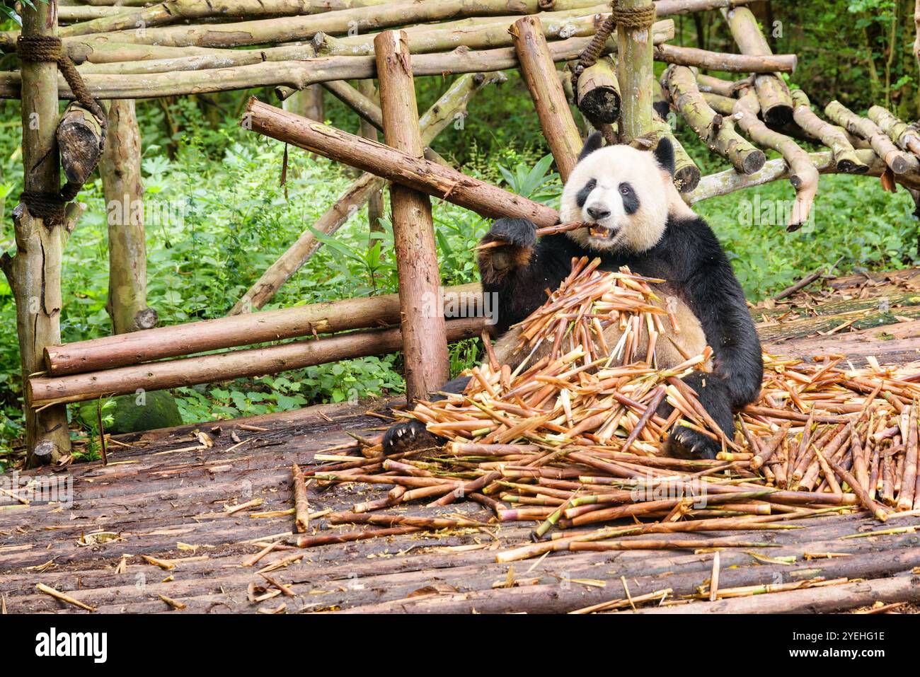 Cute funny panda bear sitting in pile of bamboo shoots Stock Photo - Alamy