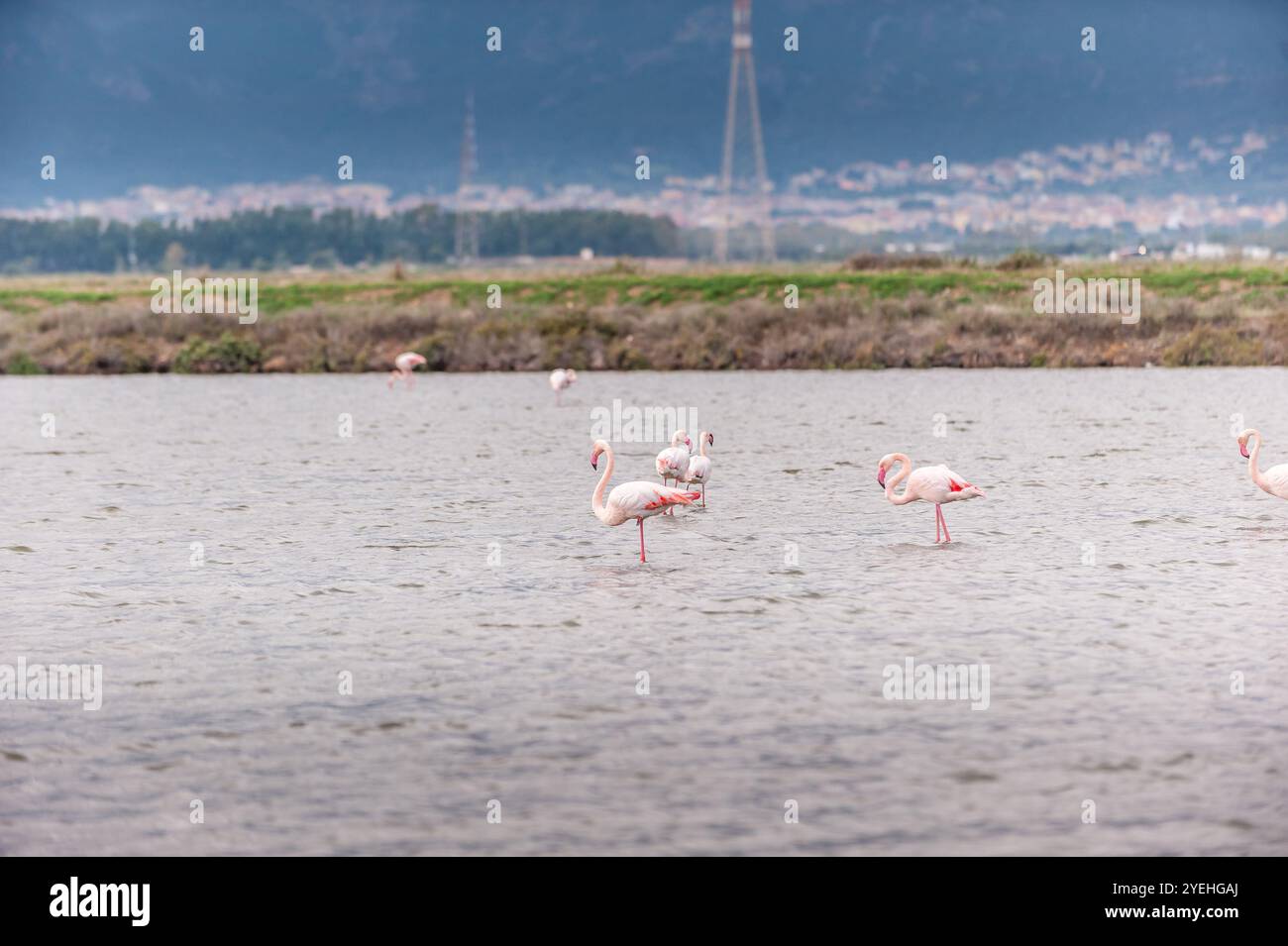Wetland with flamingos hi-res stock photography and images - Alamy