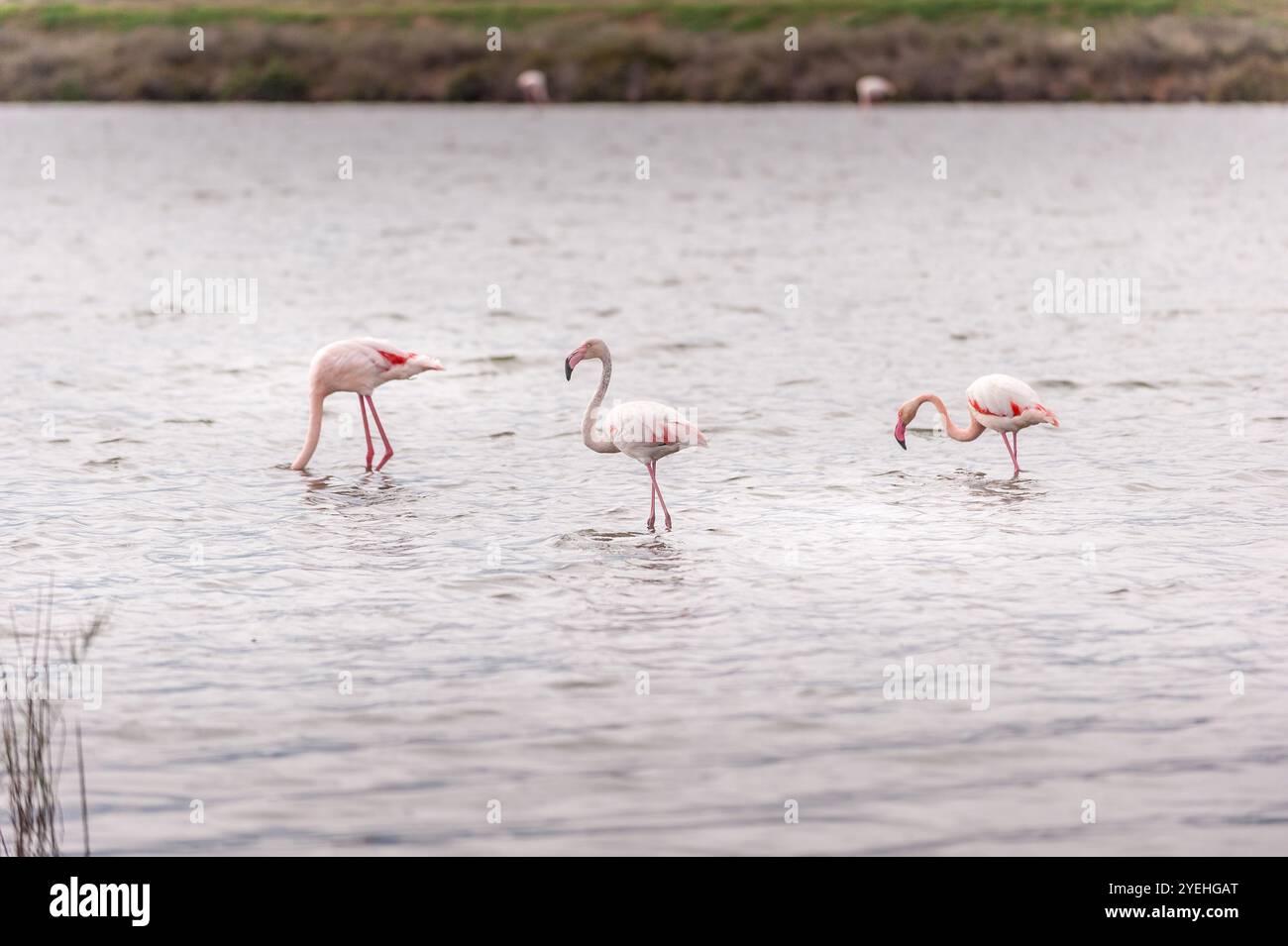 Elegant pink flamingos long legs hi-res stock photography and images ...
