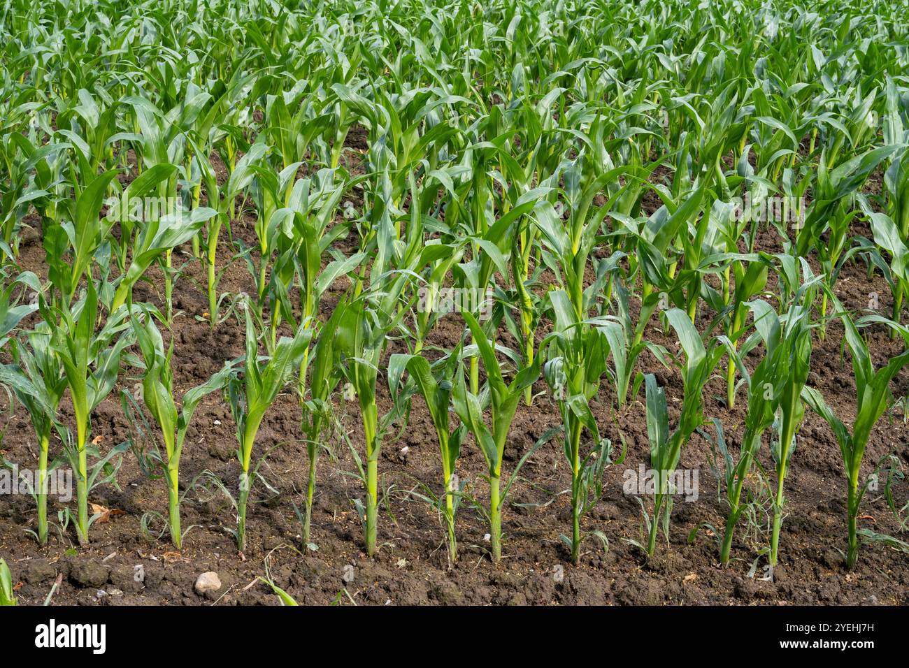 Zea mays maize field hi-res stock photography and images - Alamy