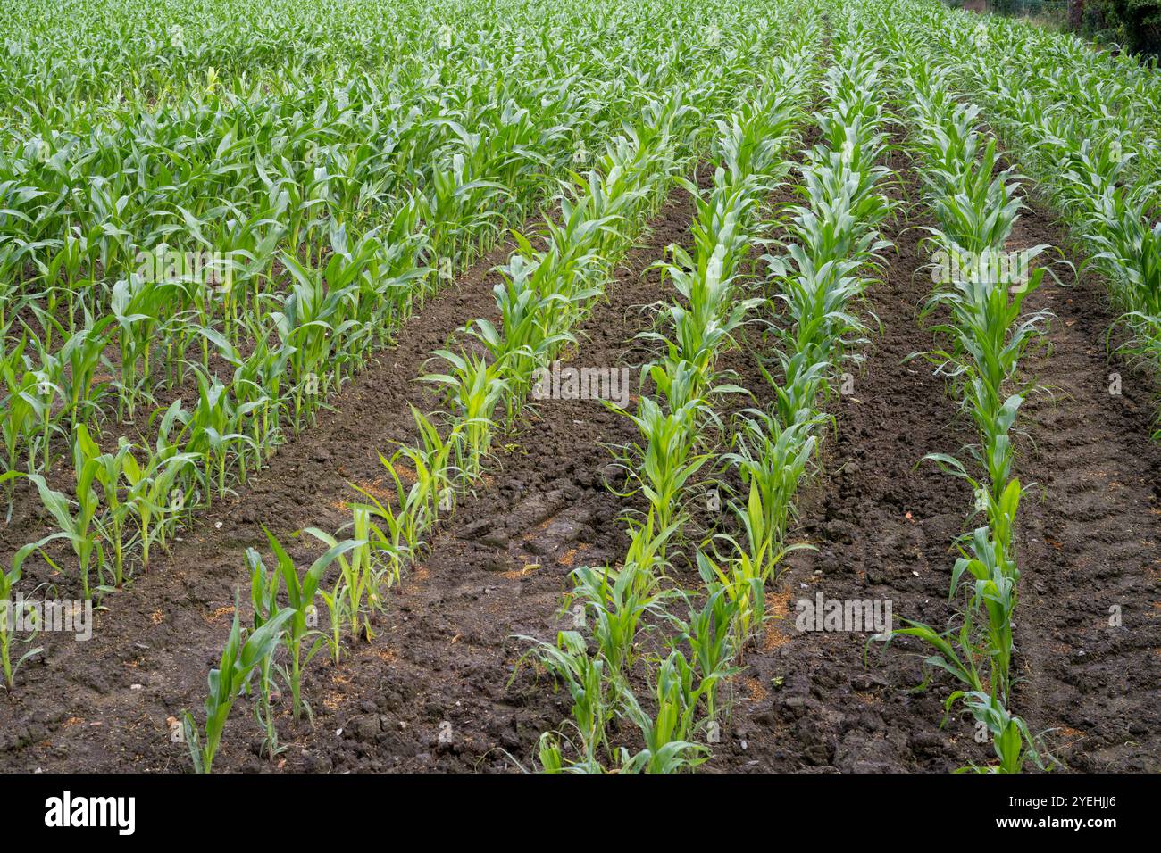 Maize field europe hi-res stock photography and images - Alamy
