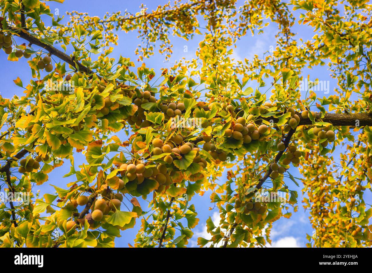 Branches with yellow nuts and leaves of the Ginkgo biloba or maidenhair ...