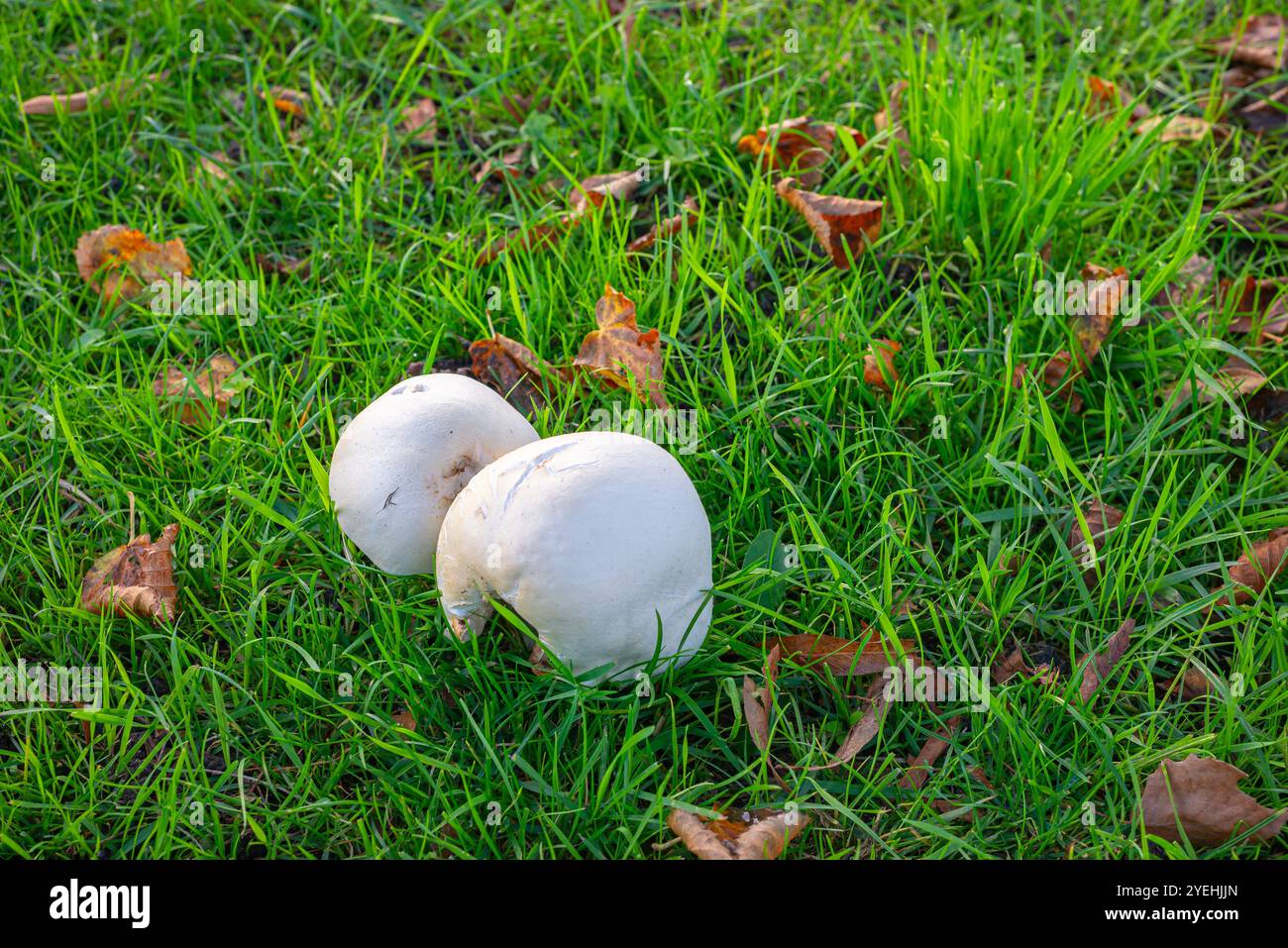 White puffball mushrooms (Bovista) on a lawn Stock Photo - Alamy