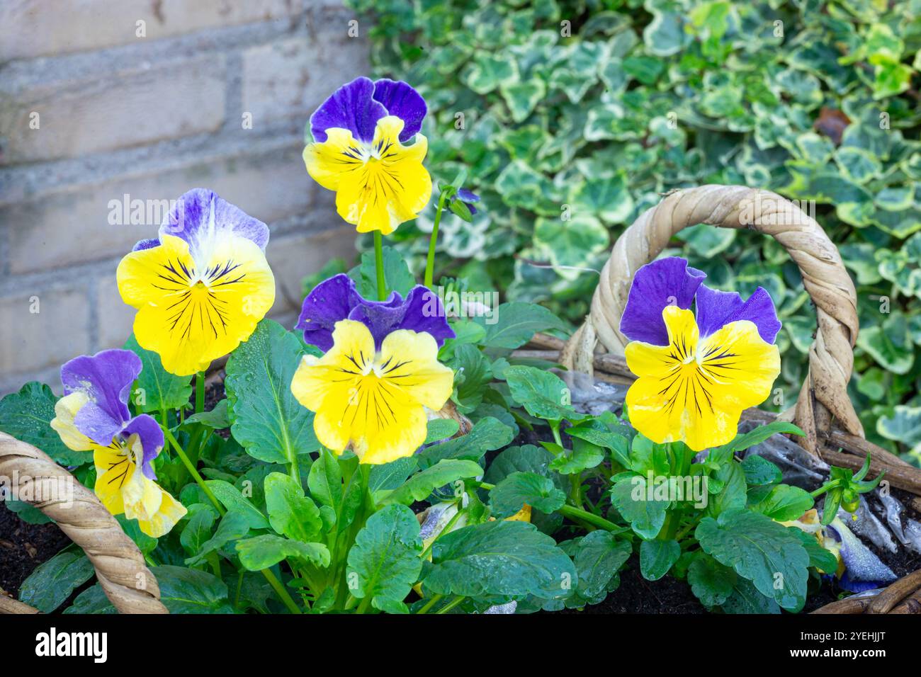 Blue and yellow pansies hi-res stock photography and images - Alamy