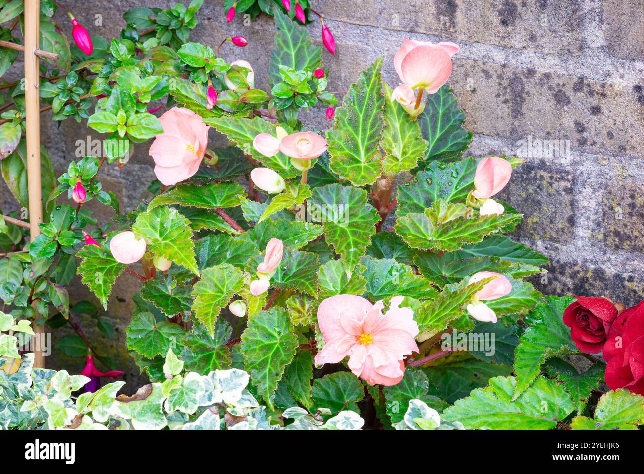 Begonia tuber hybrid with light pink flowers in a city garden Stock ...