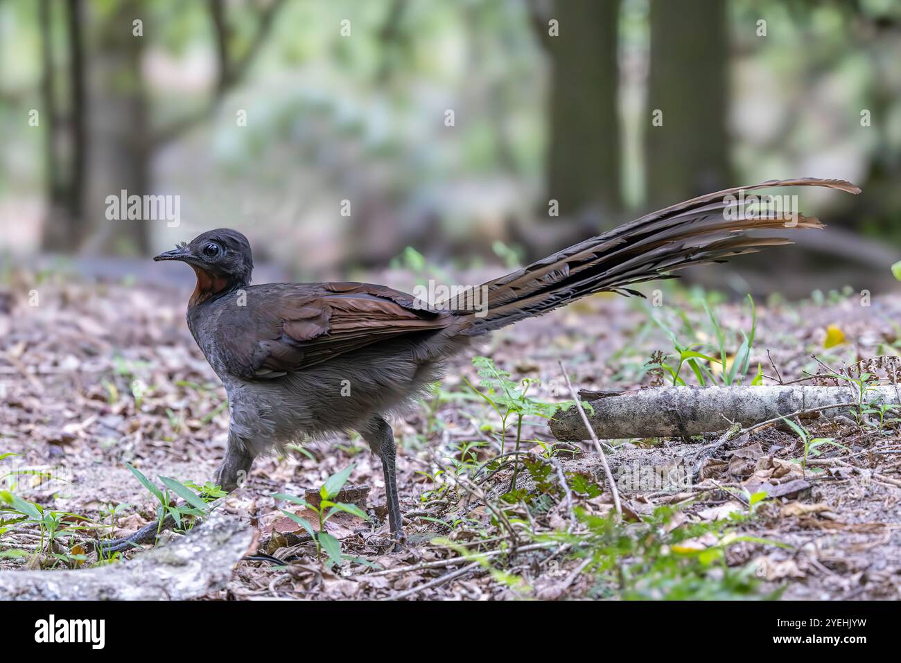 Australian lyrebird hi-res stock photography and images - Alamy