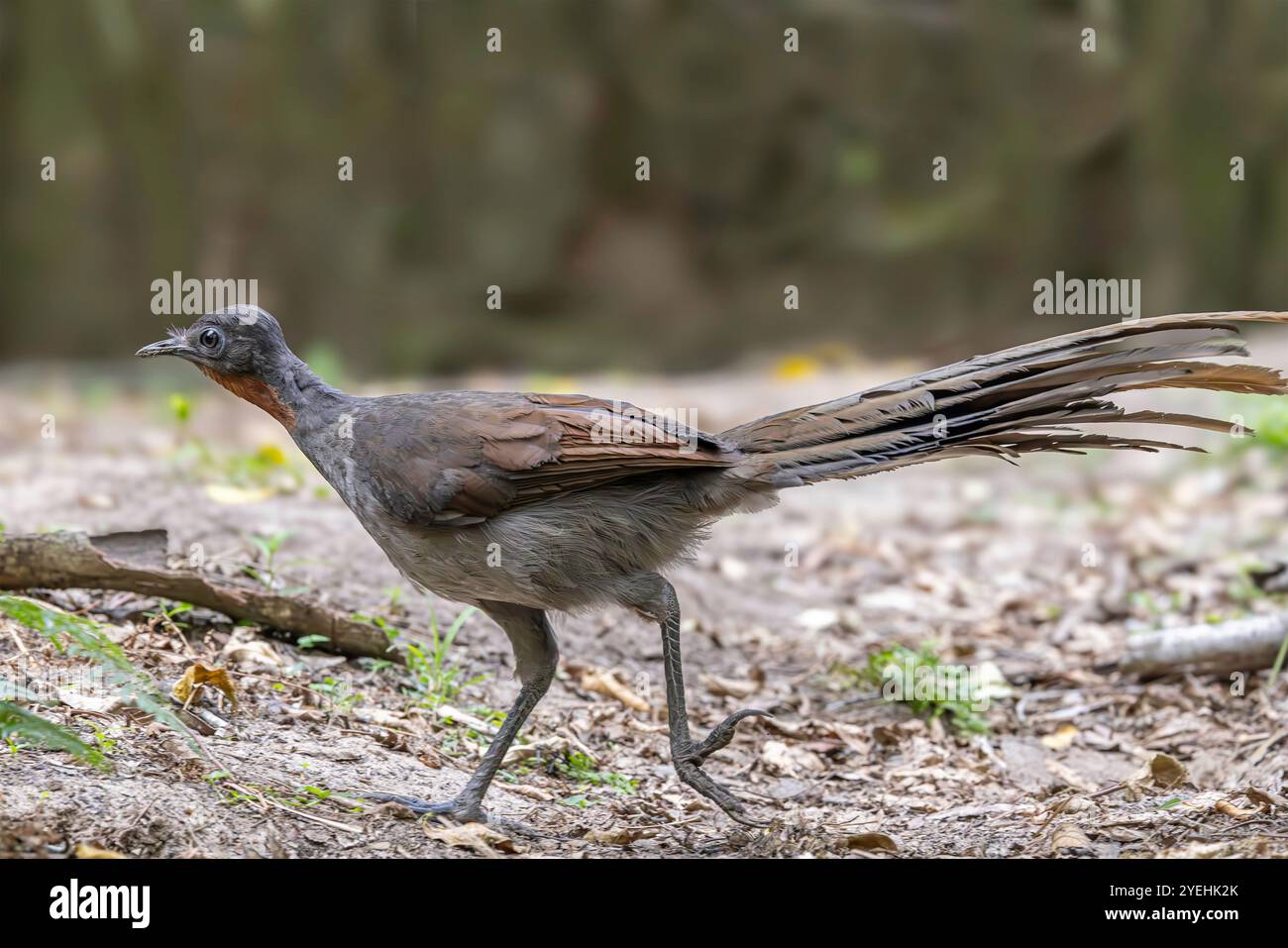 Superb lyrebird hi-res stock photography and images - Alamy