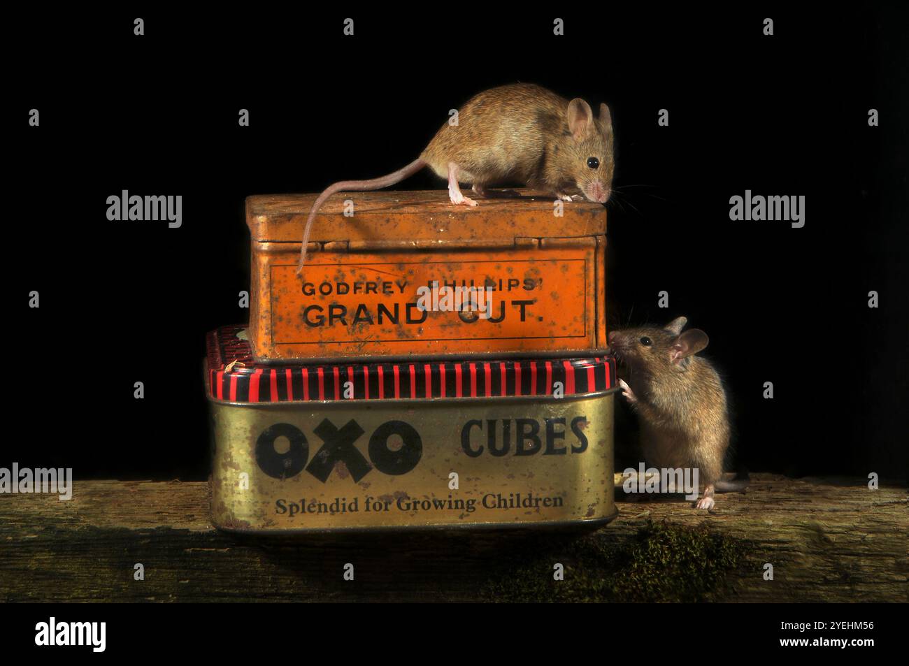 Adult house mice Dorset, UK Stock Photo - Alamy