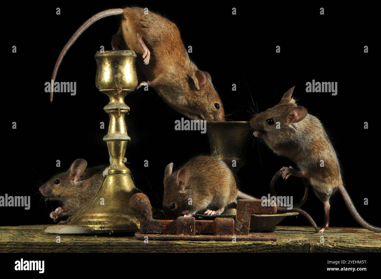 Adult house mice Dorset, UK Stock Photo - Alamy