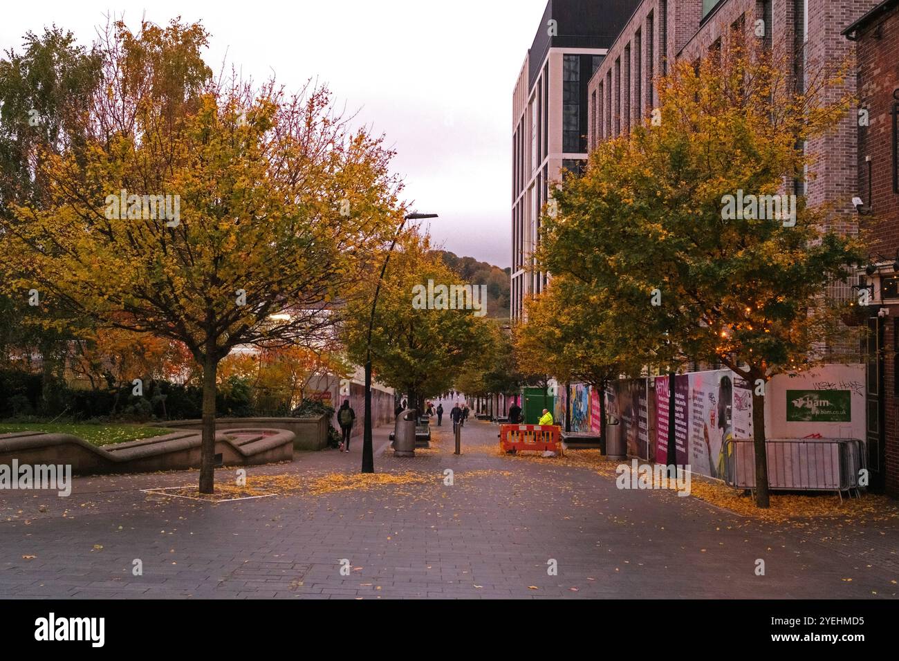 Trees at the top of Howard Street in Sheffield city centre, a ...