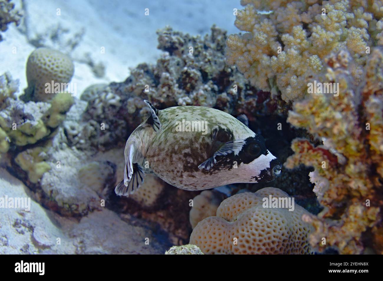 Pufferfish species hi-res stock photography and images - Alamy