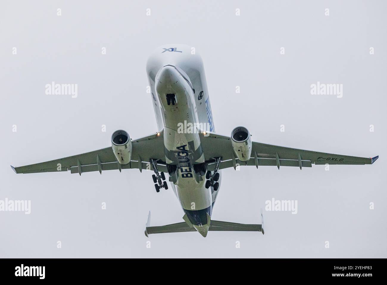 Underside of an Airbus BelugaXL A330-743L as it takes off from Hawarden ...