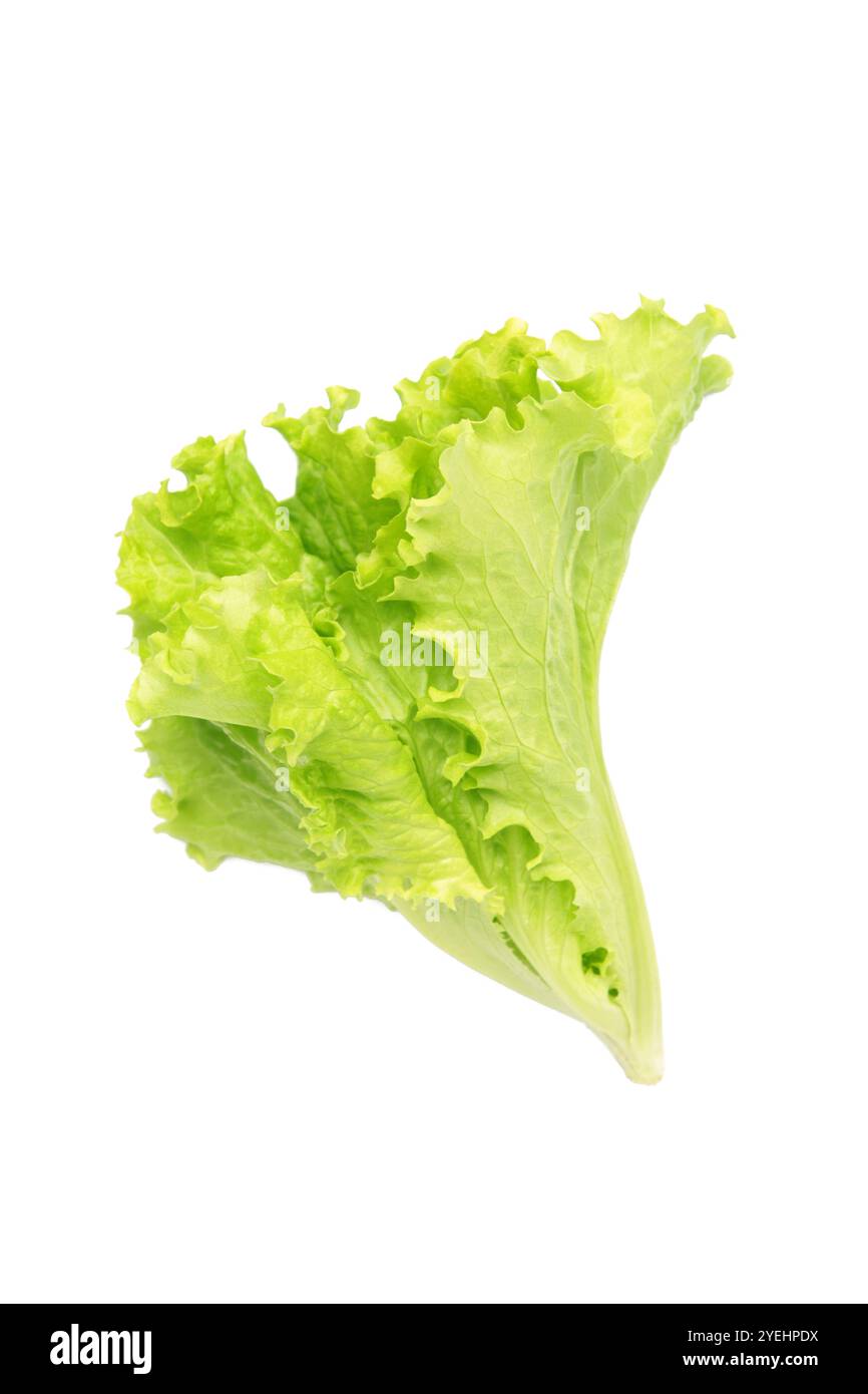 Closeup crisp lettuce leaves Cut Out Stock Images & Pictures - Alamy