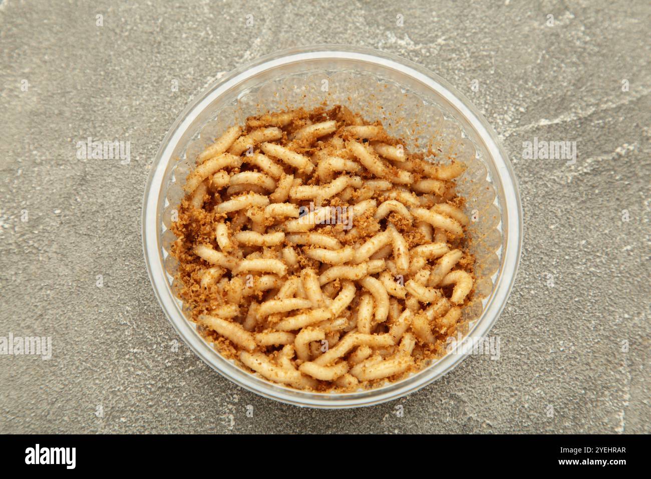 Plastic container, box with live bait for fishing - maggots, on grey ...