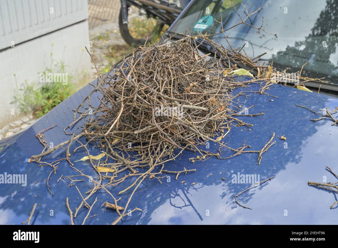A crow's nest fell from a tree onto a car Stock Photo - Alamy