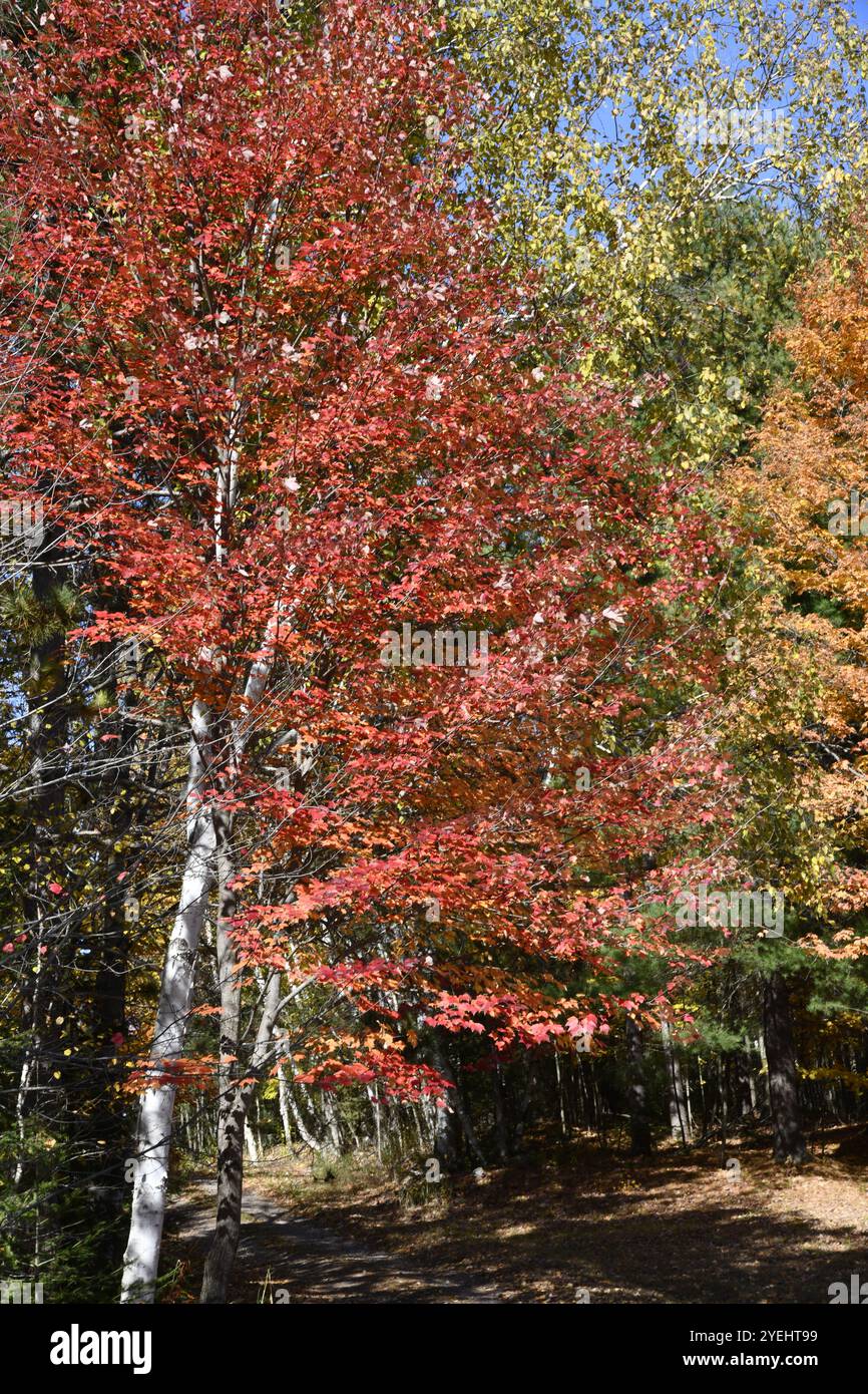 Tree with white trunk and colorful fall foliage Stock Photo - Alamy
