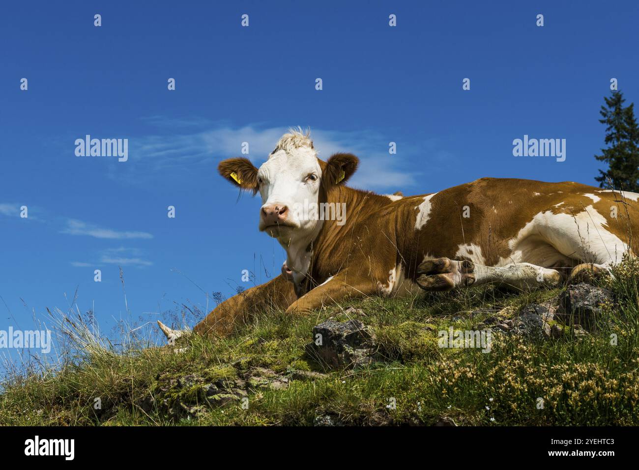 Dairy cows in front of a blue sky, Herzogenhorn, Southern Black Forest ...