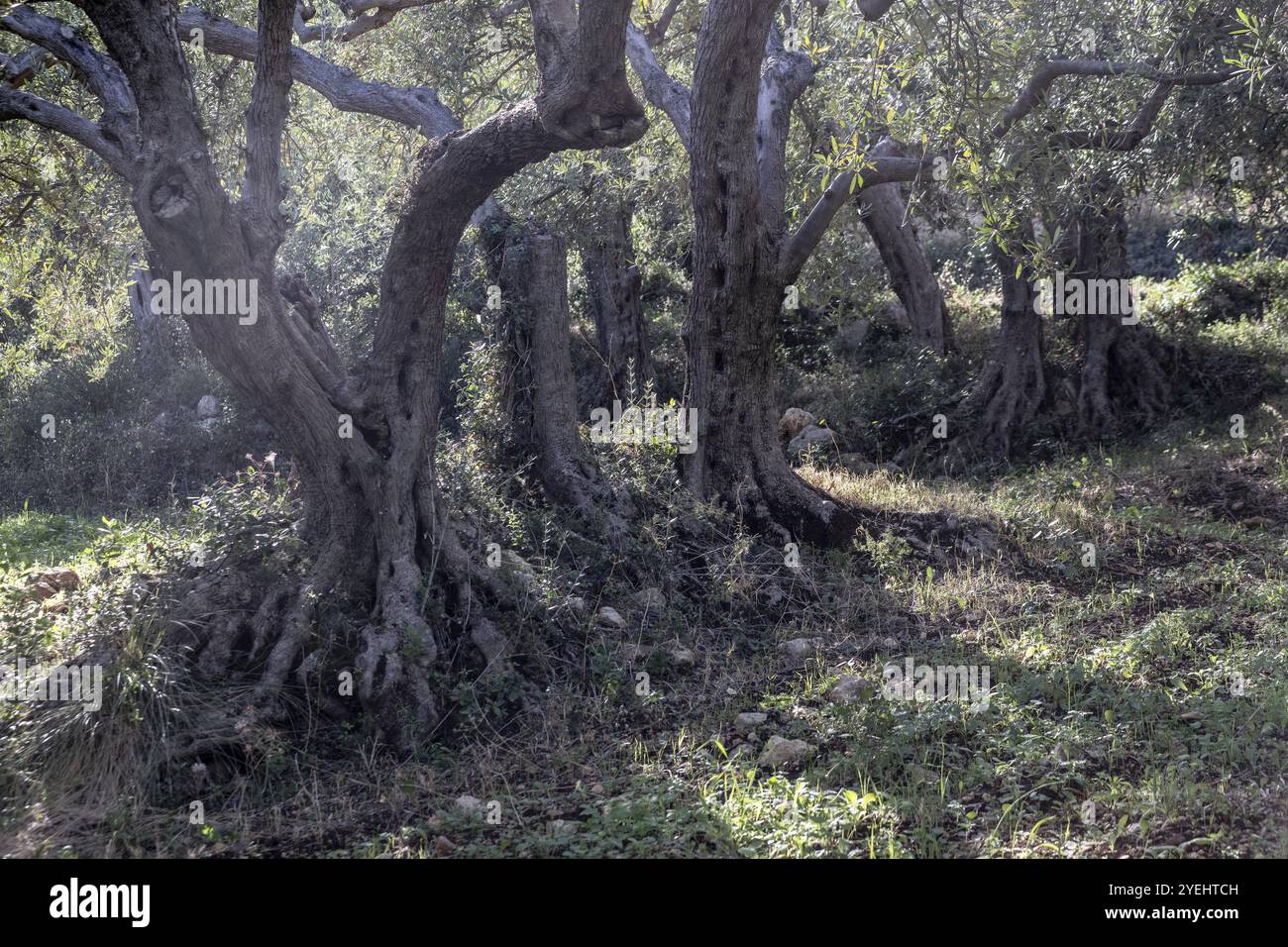 Olea europaea plant hi-res stock photography and images - Alamy