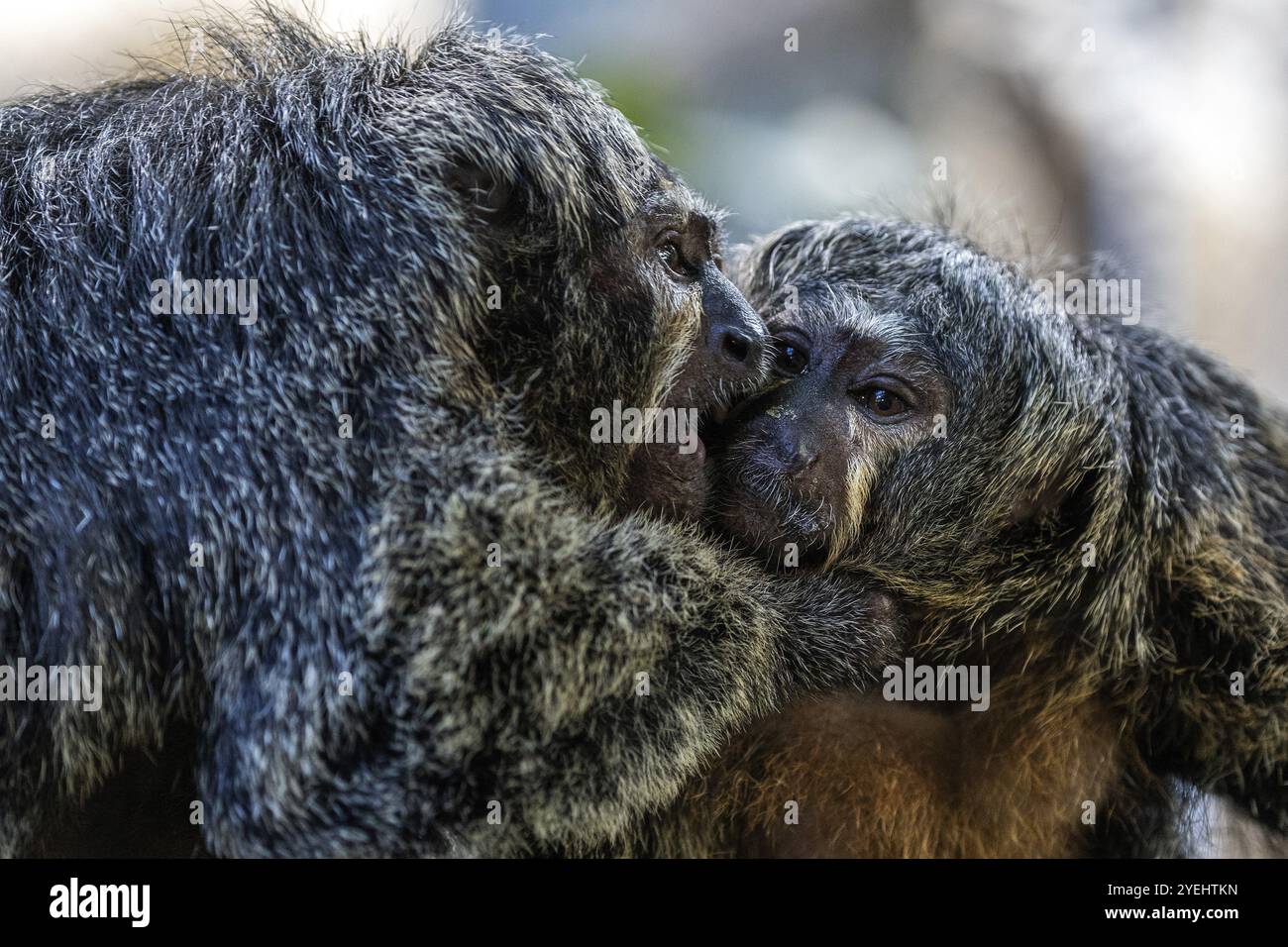 Monk monkeys (Pithecia monachus), male and female, captive, Baden ...