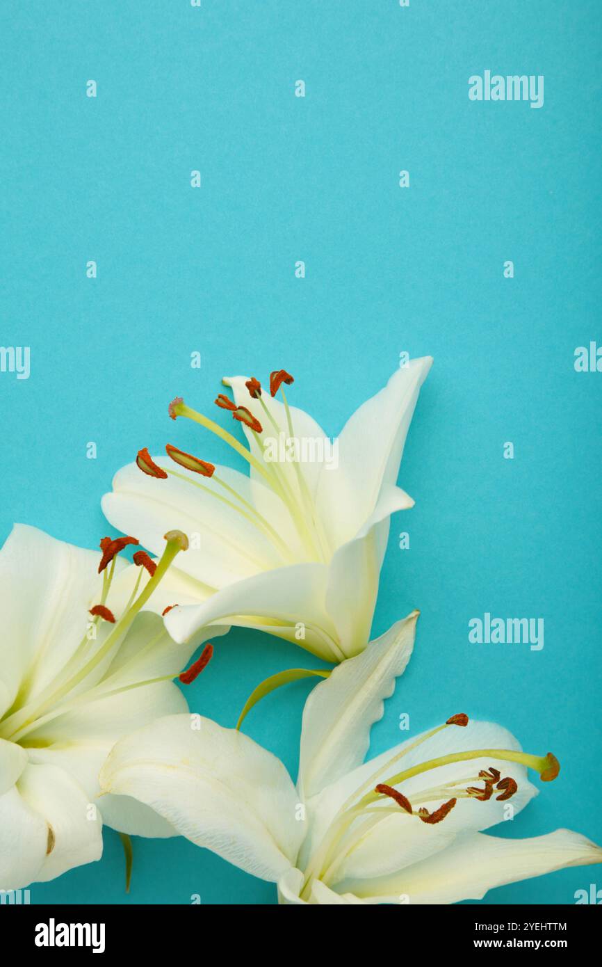 Flowers heads of white lilies. Floral mock up. Mourning or funeral ...
