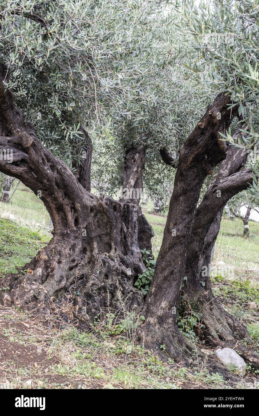 Olive trees (Olea europaea), Sicily, Italy, Europe Stock Photo - Alamy