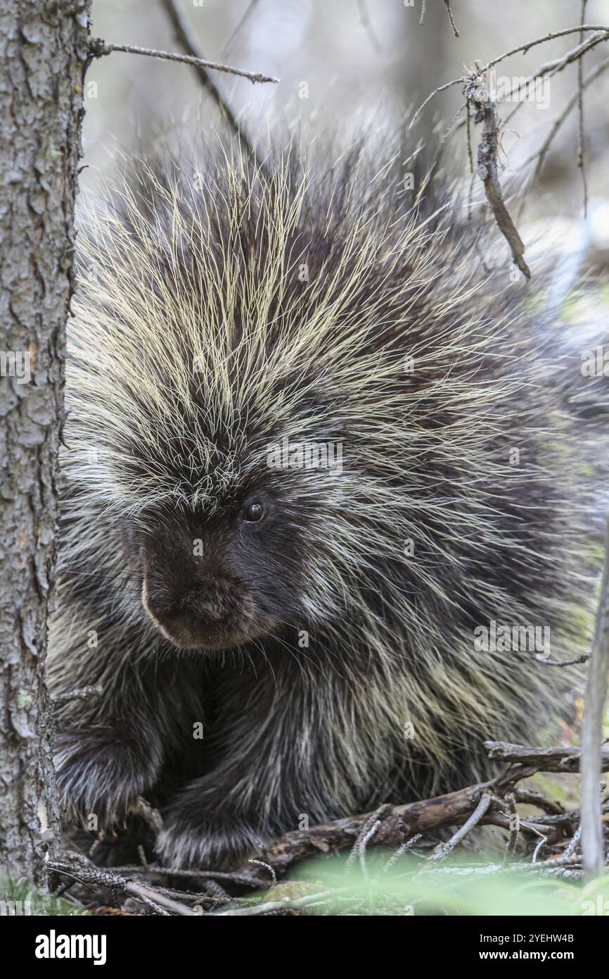Tree porcupine (Erethizon dorsatum), tree porcupine, frontal, Yukon ...