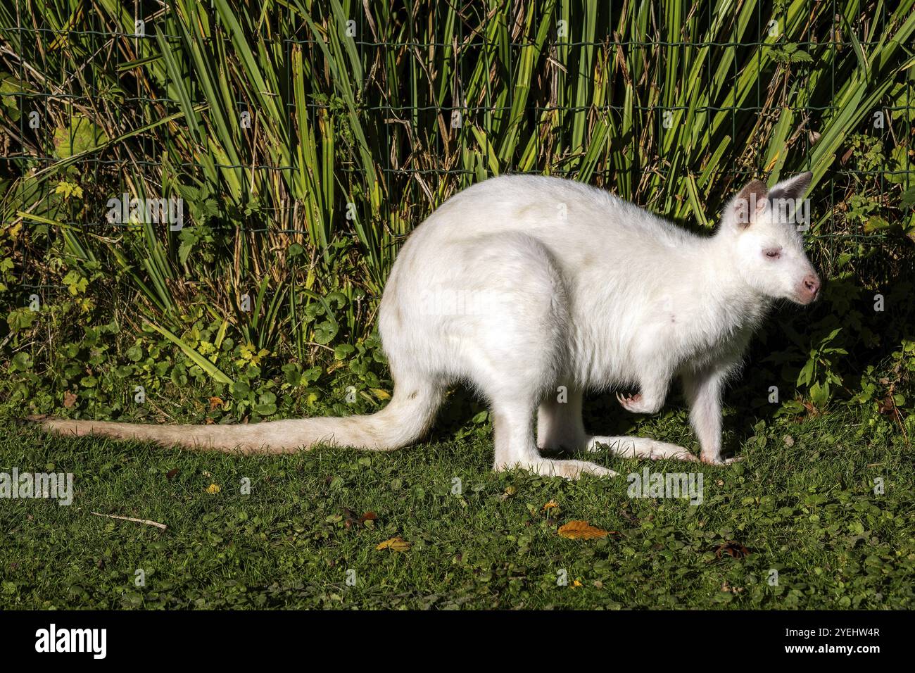 Albino kangaroo (Macropodidae), captive, Baden-Wuerttemberg, Germany ...