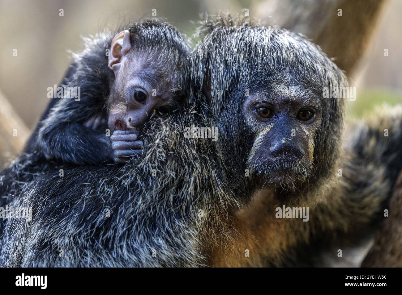 Monk monkey (Pithecia monachus), juvenile sitting on mother, captive ...