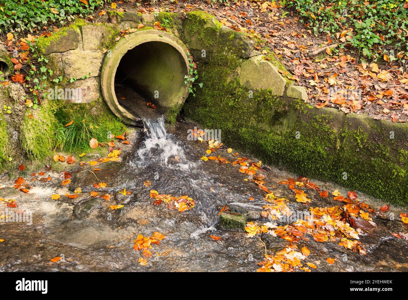 Rain water flowing out of a concrete drain pipe in a forest. Colorful ...