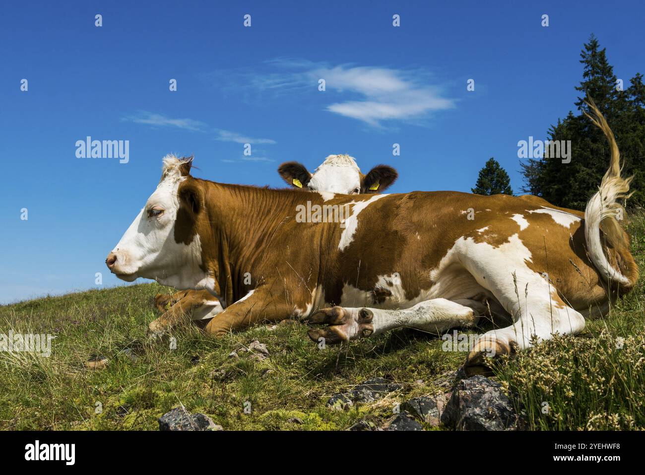 Dairy cows in front of a blue sky, Herzogenhorn, Southern Black Forest ...