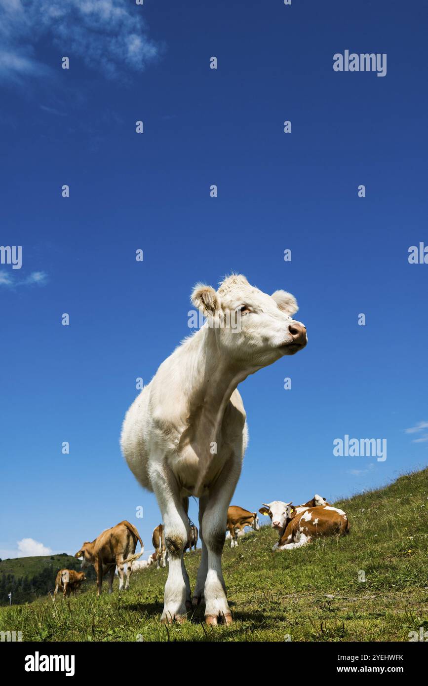 Dairy cows in front of a blue sky, Herzogenhorn, Southern Black Forest ...