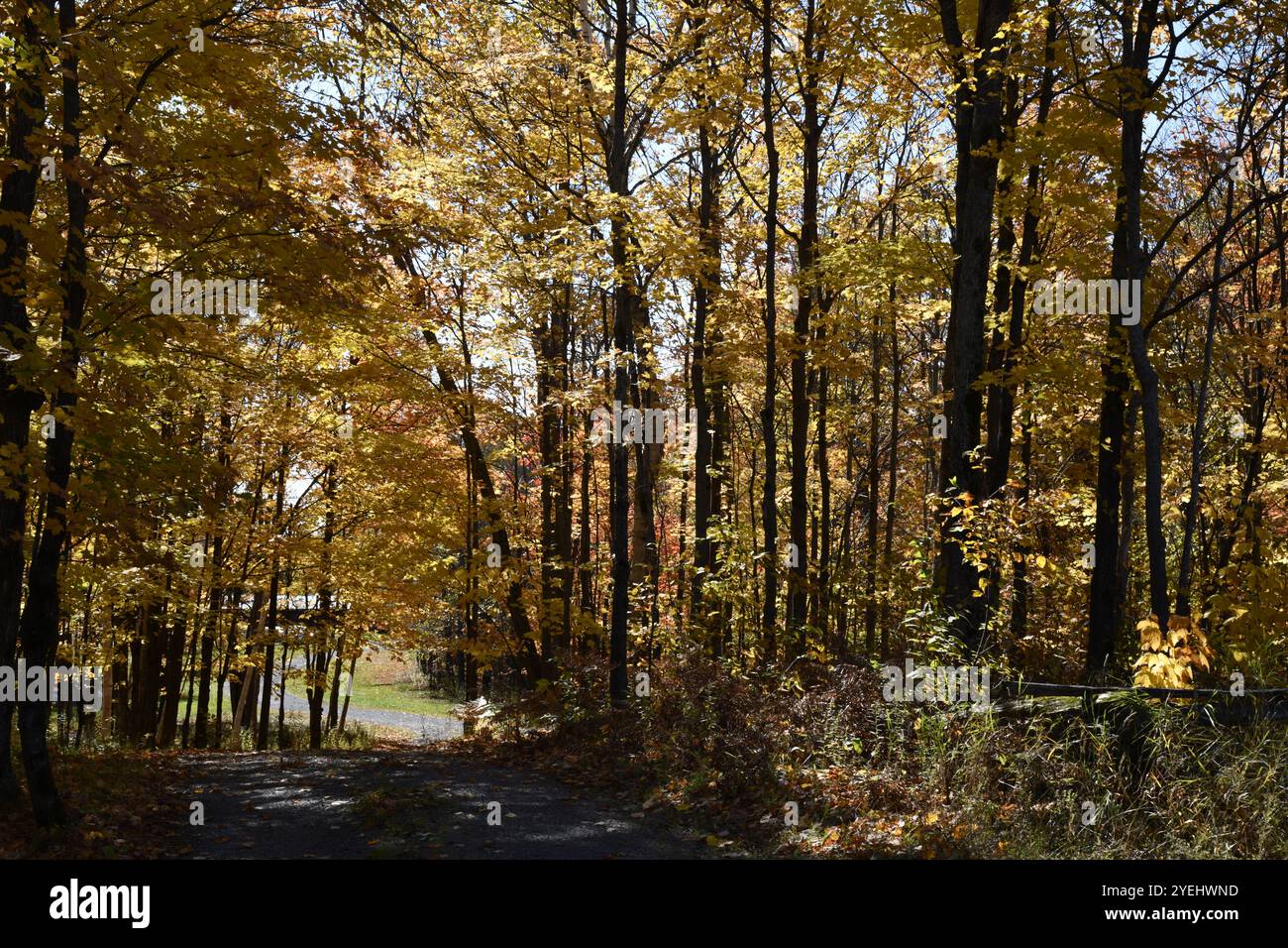 Dark bark of tamarack closeup forming design of texture and color Stock ...