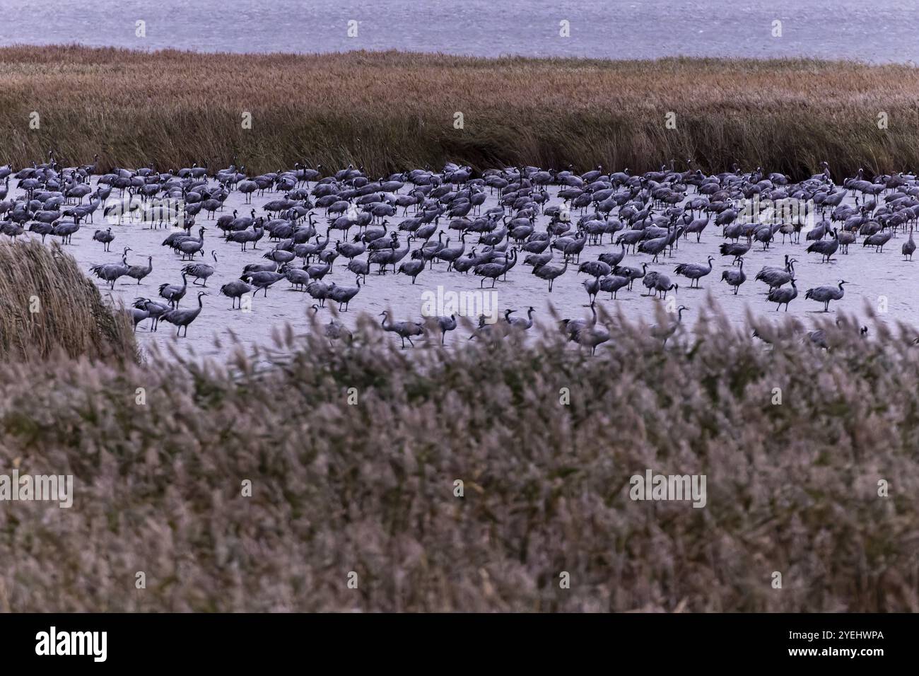 Waterfowl in national parks hi-res stock photography and images - Alamy