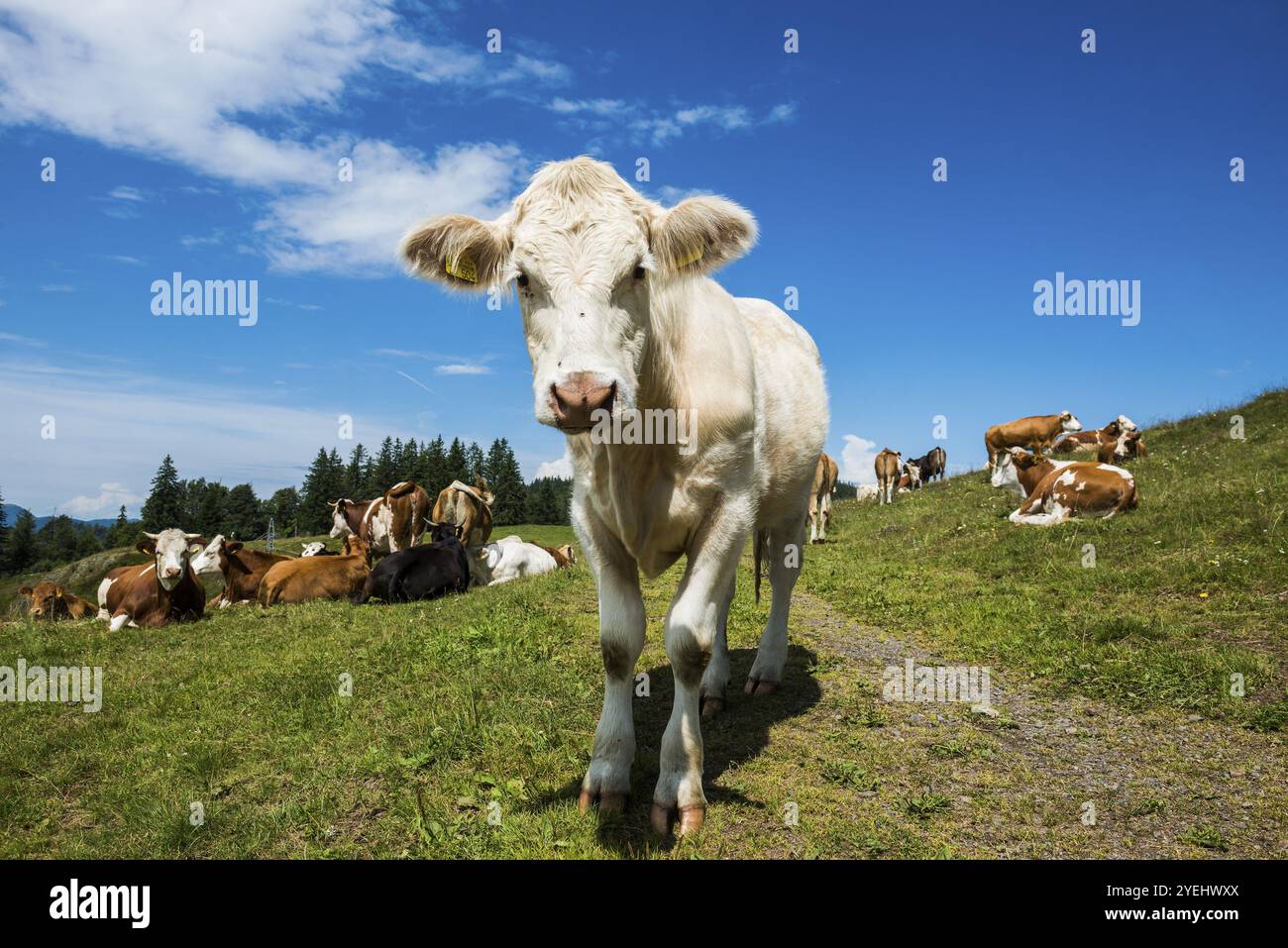 Dairy cows in front of a blue sky, Herzogenhorn, Southern Black Forest ...