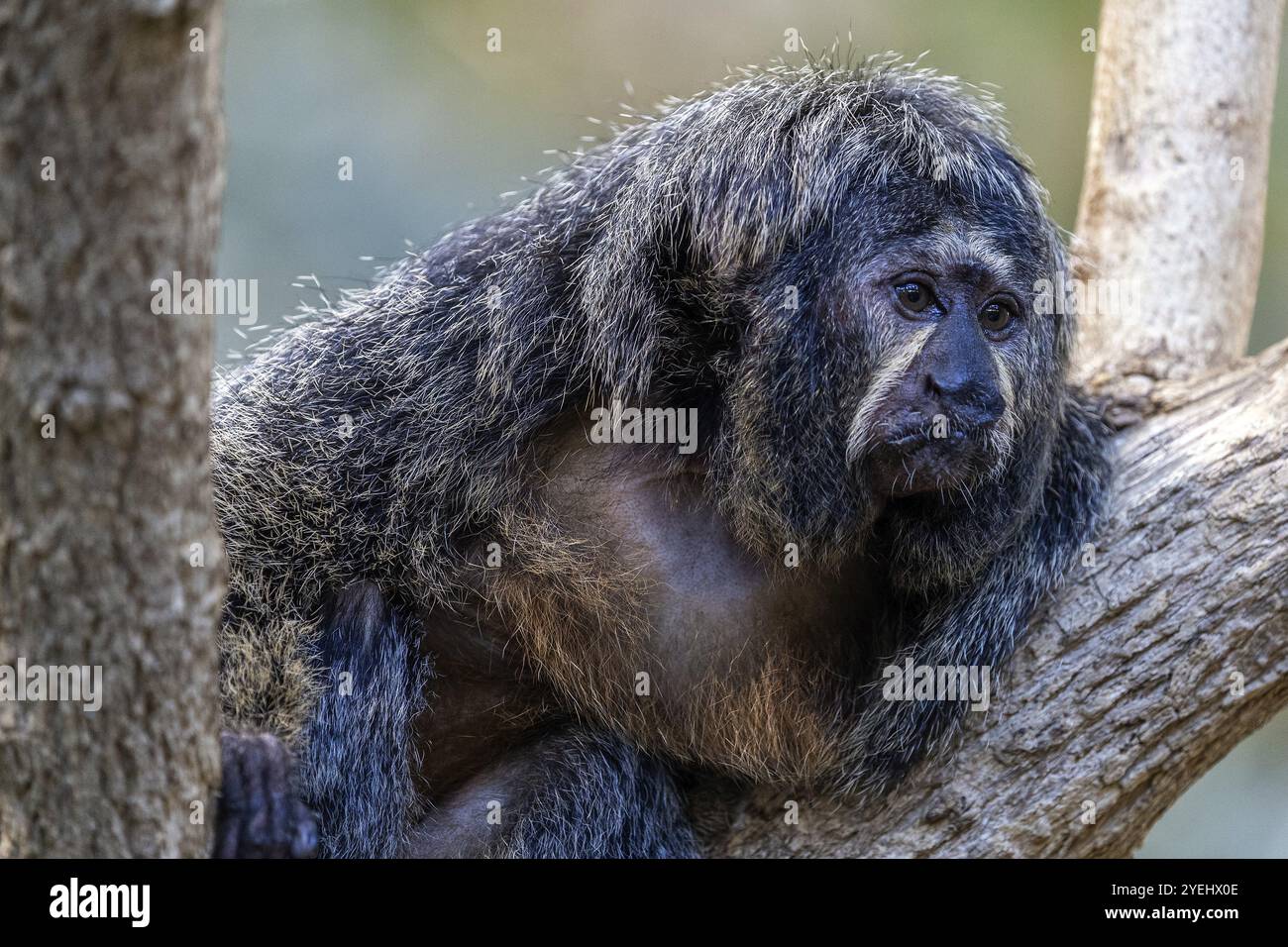 Monk sakis hi-res stock photography and images - Alamy
