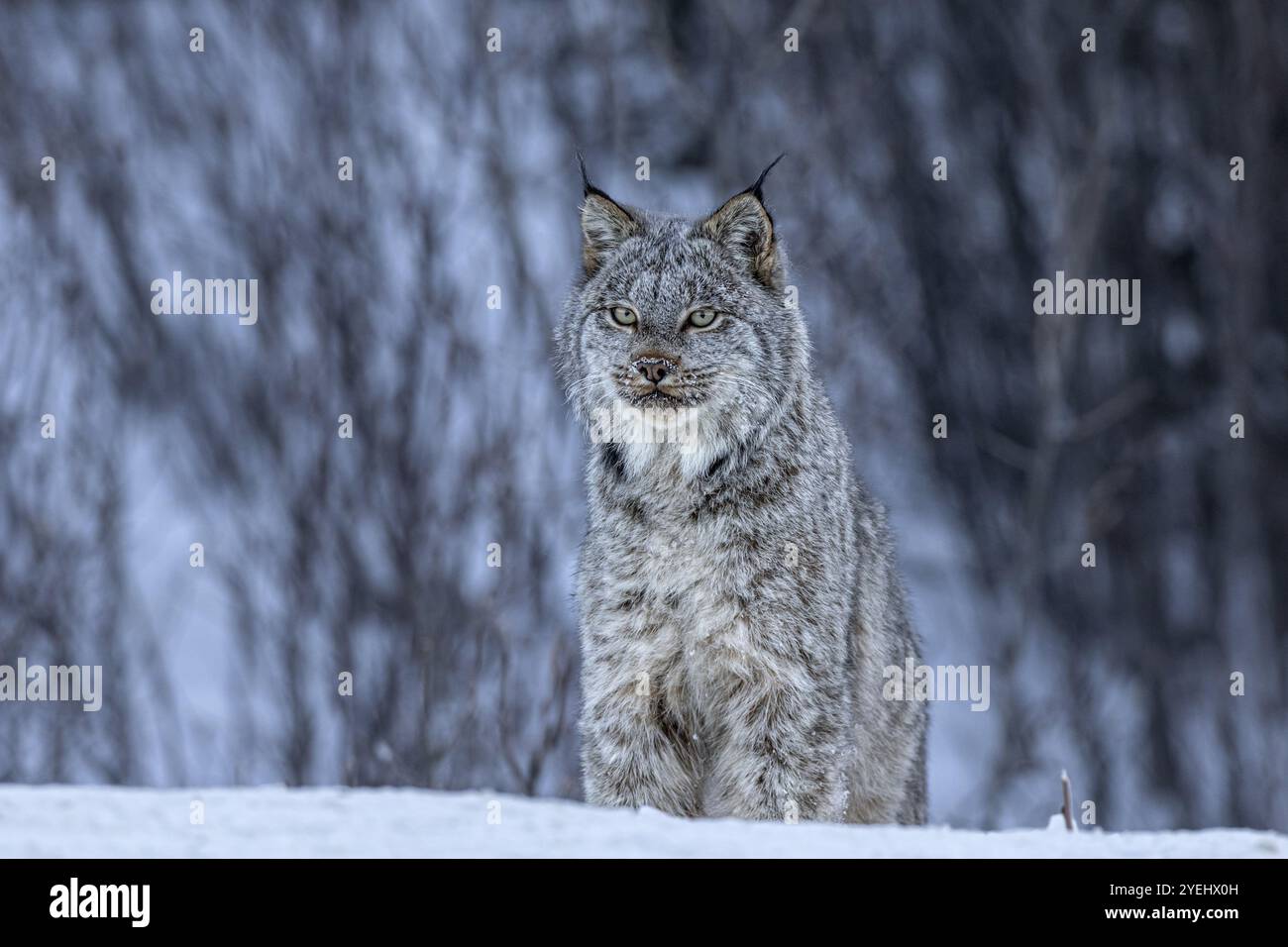 Canada lynx (Lynx canadensis), wild, winter, snow, sitting, head-on ...