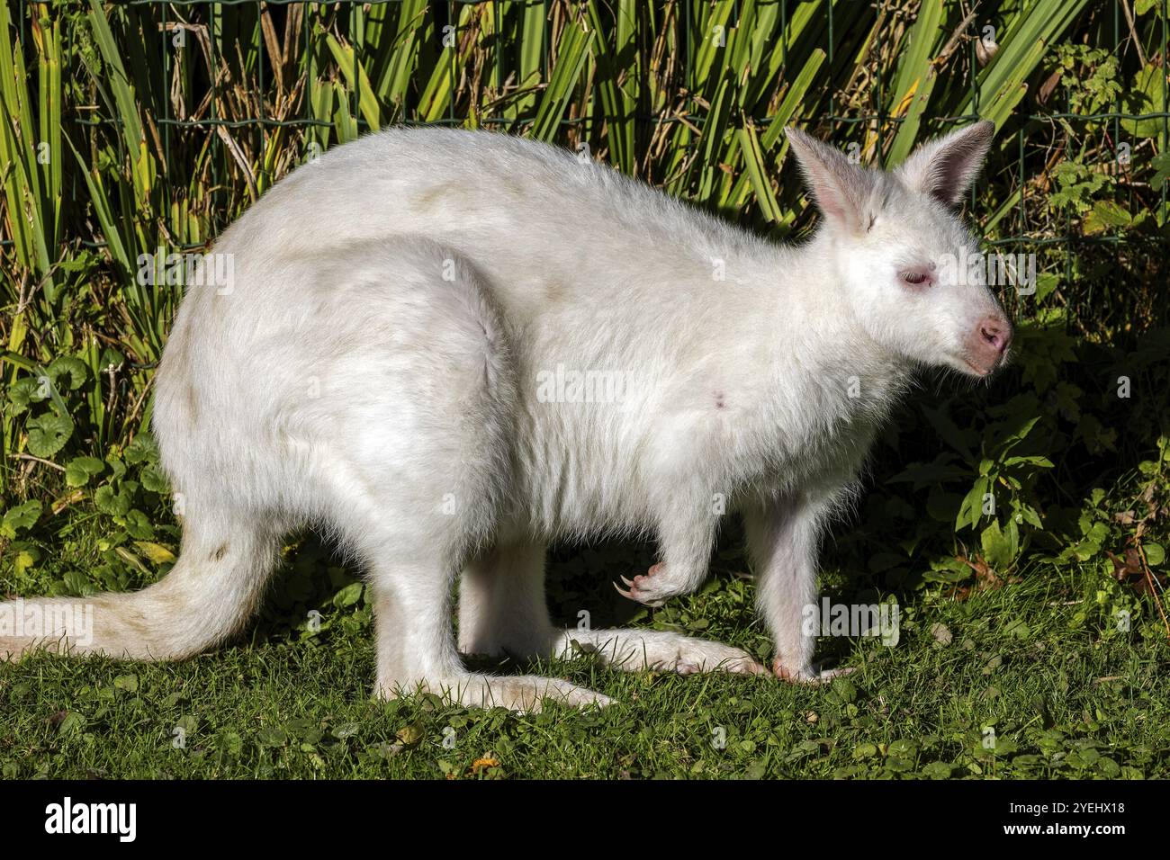 Albino kangaroo (Macropodidae), captive, Baden-Wuerttemberg, Germany ...
