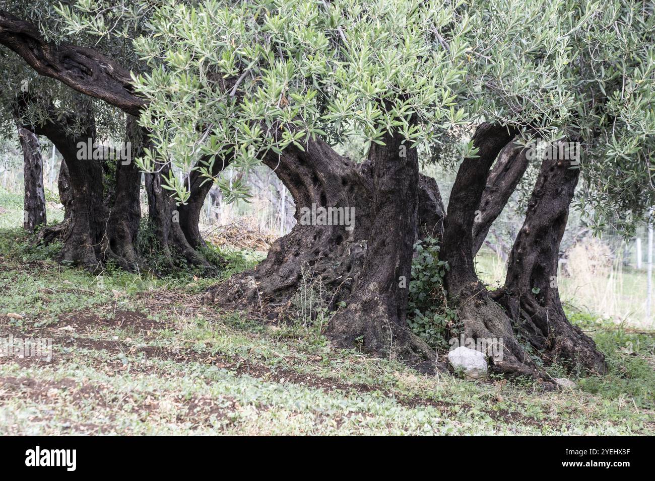 Olive trees (Olea europaea), Sicily, Italy, Europe Stock Photo - Alamy