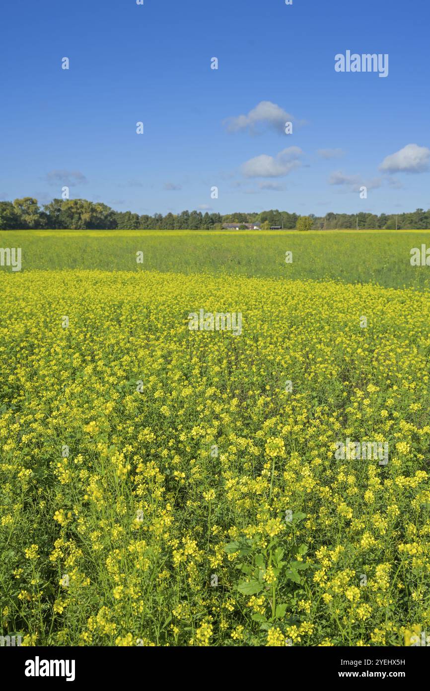 Field with field mustard (Sinapis arvensis), catch crop for green ...