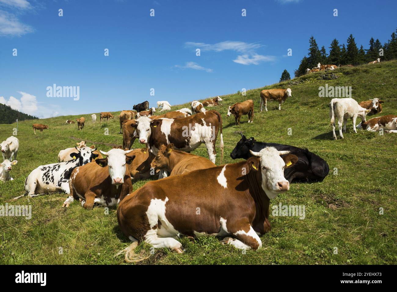 Dairy cows in front of a blue sky, Herzogenhorn, Southern Black Forest ...