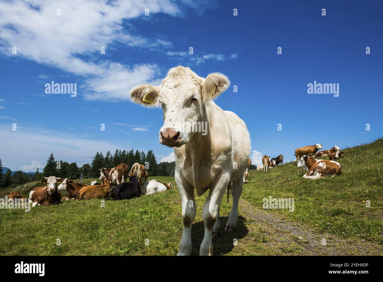 Dairy cows in front of a blue sky, Herzogenhorn, Southern Black Forest ...