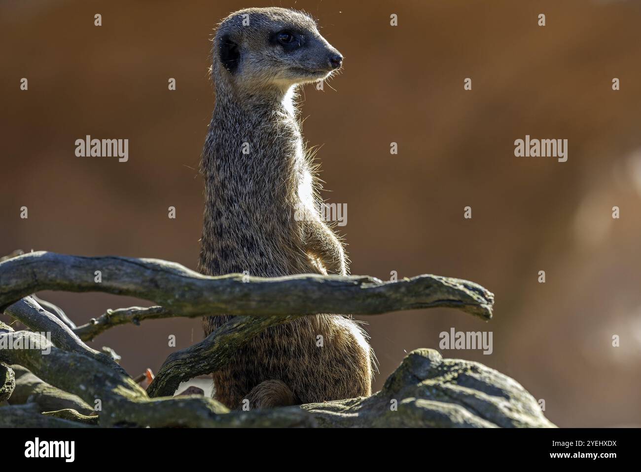 Meerkat (Suricata suricatta), on the lookout, captive, Baden ...