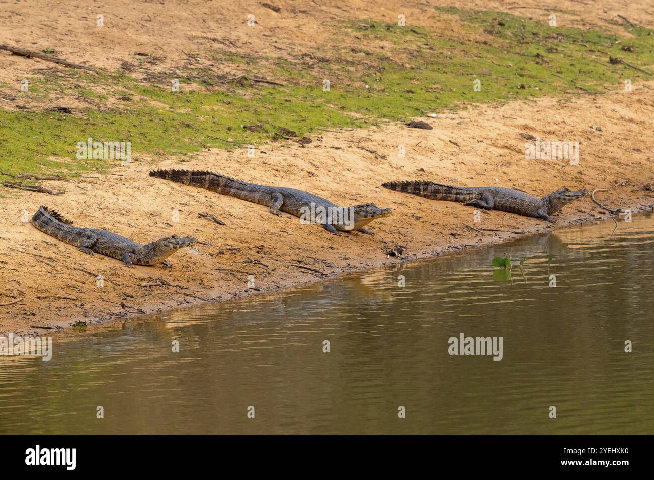 Caiman (Caimaninae), Crocodile (Alligatoridae), crocodile (Crocodylia ...
