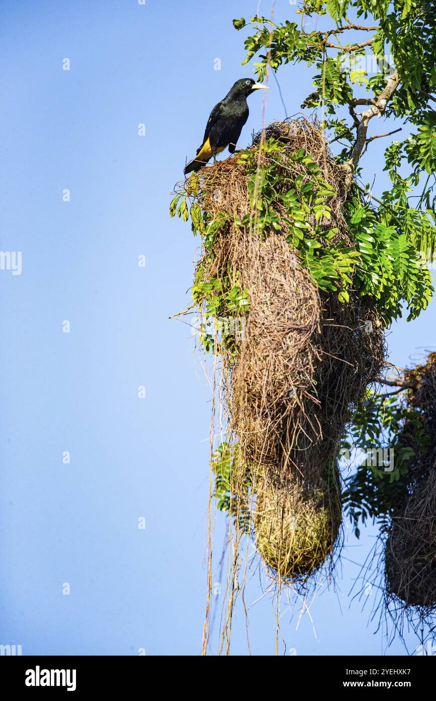 Yellow cacique hi-res stock photography and images - Alamy