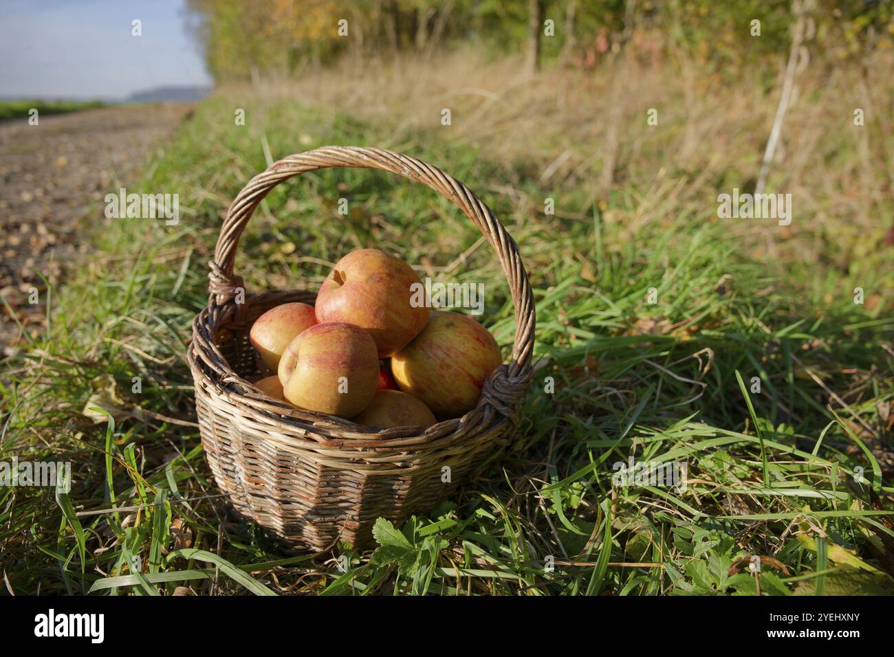 Boskoop harvest, Boskop, willow basket, fruit basket, apple variety ...